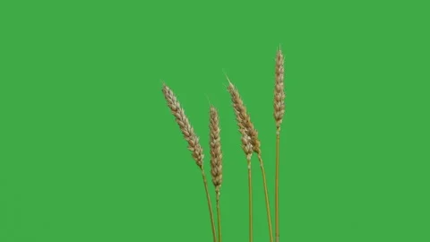 Wheat ears on green screen | Stock Video | Pond5