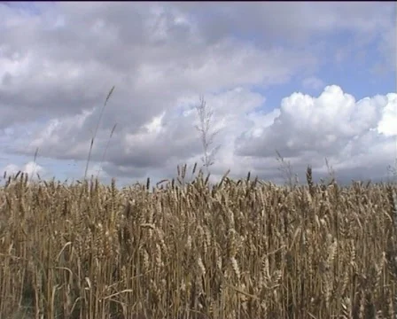 Field Loop Stock Footage ~ Royalty Free Stock Videos | Pond5