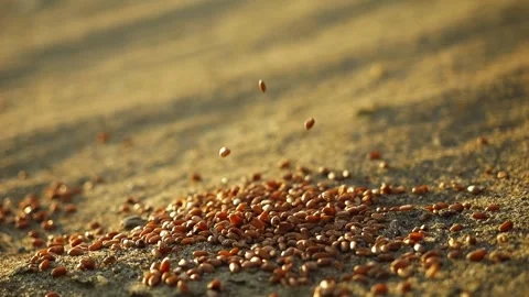 wheat grains falling on sand slow motion... | Stock Video | Pond5