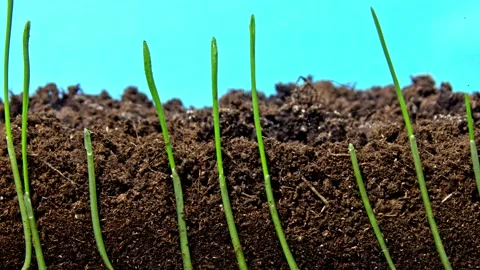 Wheat grains planted in a row are sprout... | Stock Video | Pond5