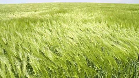 Wheatfield Stock Footage ~ Royalty Free Stock Videos | Pond5
