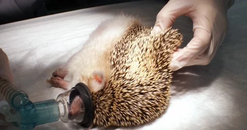 Anesthesia Mask Stock Video Footage | Royalty Free Anesthesia Mask ...