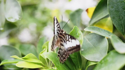 Whip head clipper Butterfly Parthenos Sy... | Stock Video | Pond5