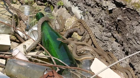 Snake Mating Season Stock Videos – Royalty-Free HD & 4K Videos