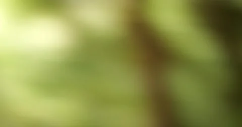 Swish Pans Stock Videos – Royalty-Free HD & 4K Videos | Pond5