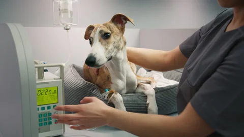 People Getting Whipped Stock Videos – Royalty-Free HD & 4K Videos