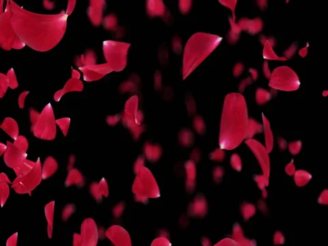 Whirl Flying Romantic Red Rose Flower Pe... | Stock Video | Pond5