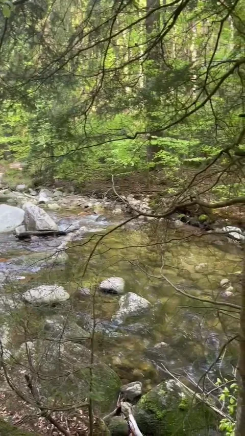 Nature Creek Stock Videos – Royalty-Free HD & 4K Videos