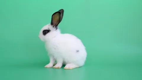 Rabbit Green Screen Stock Footage ~ Royalty Free Stock Videos | Pond5