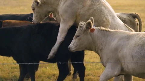 White and black cows breeding on a field... | Stock Video | Pond5