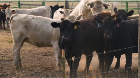White and black cows mating in middle of... | Stock Video | Pond5