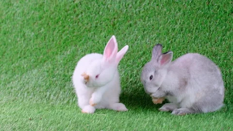 Little Foot Peti Stock Videos – Royalty-Free HD & 4K Videos