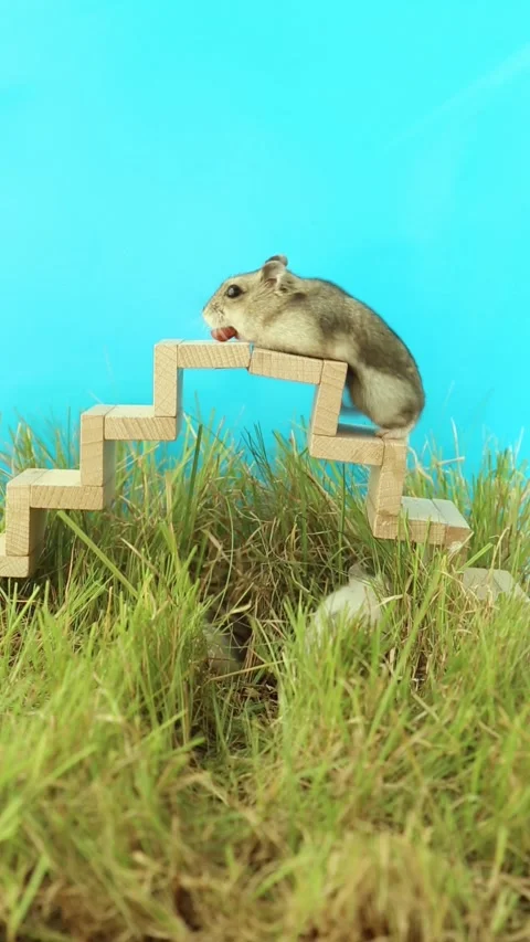 Hamster Stock Videos – Royalty-Free HD & 4K Videos