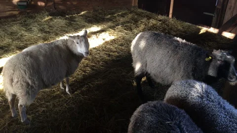 White and grey Sheep inside Swedish barn... | Stock Video | Pond5