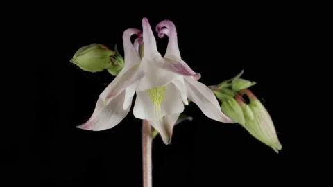 Black Granny P*** Stock Videos – Royalty-Free HD & 4K Videos