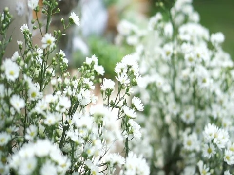 Purple Flower Backdrop Stock Videos – Royalty-Free HD & 4K Videos | Pond5