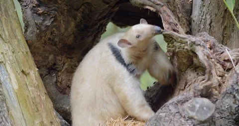 Anteater Stock Videos – Royalty-Free HD & 4K Videos