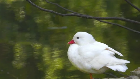 Pake and Duck Stock Videos – Royalty-Free HD & 4K Videos | Pond5