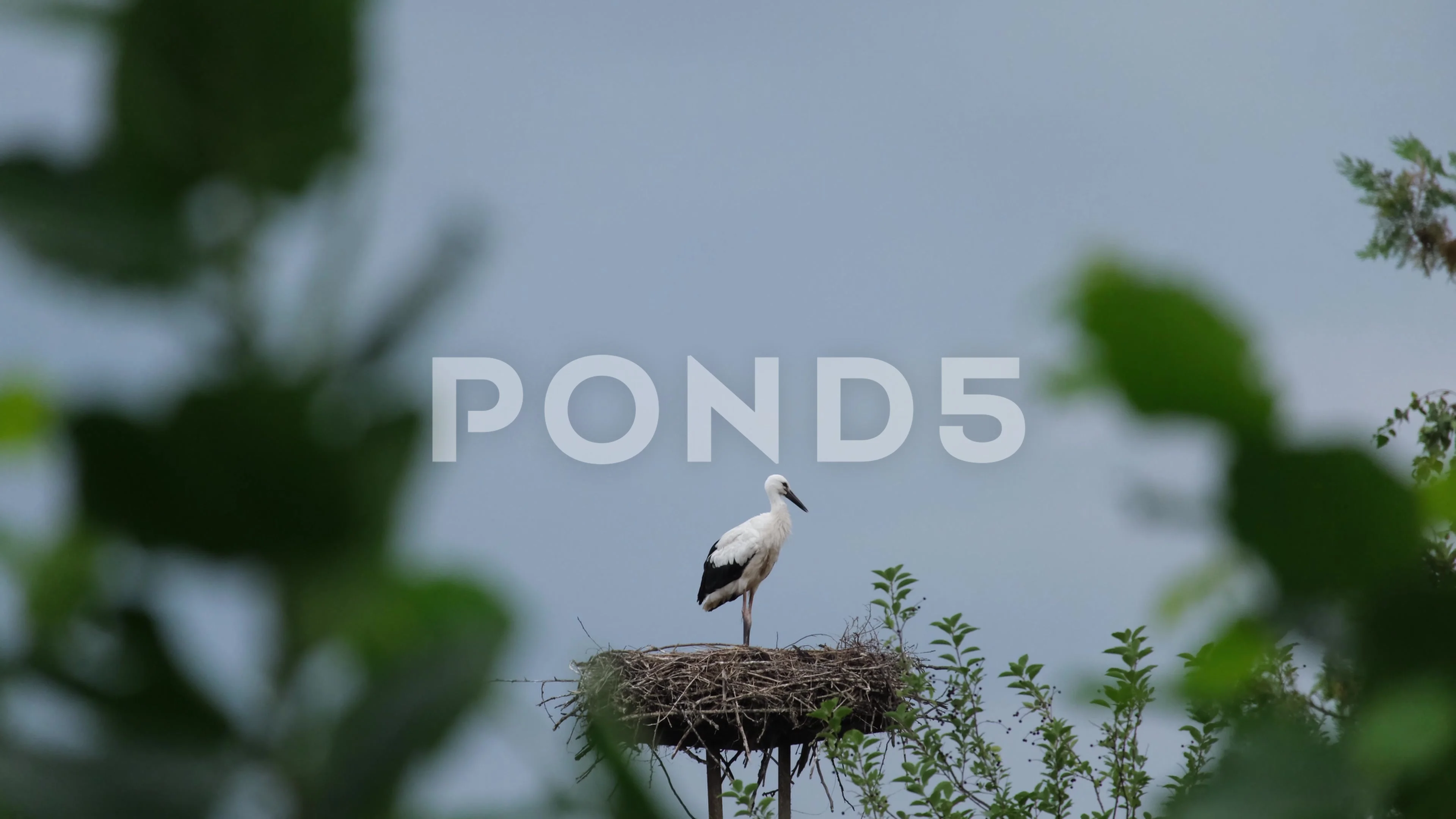 Stork Standing With Baby