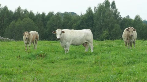 Beef Cow Stock Footage ~ Royalty Free Stock Videos | Pond5