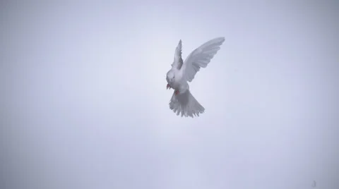 White Dove Stock Footage ~ Royalty Free Stock Videos | Pond5