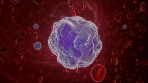 A white blood cell (leukocyte) in a bloo... | Stock Video | Pond5