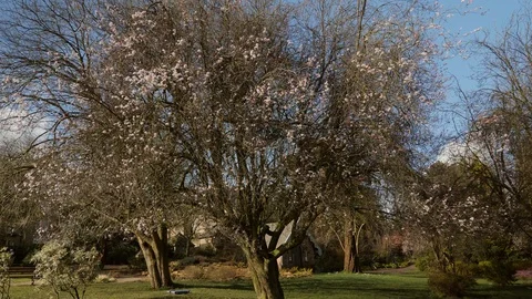 A white blossom tree just starting to fl... | Stock Video | Pond5