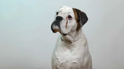 White boxer dog trying to catch treat, i... | Stock Video | Pond5