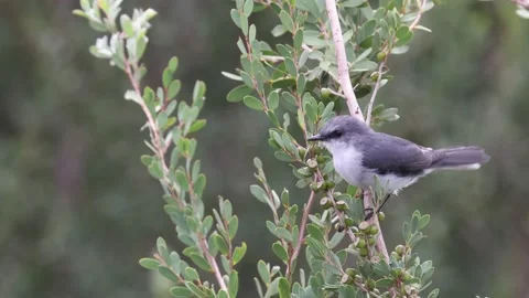 Flutter Wings Stock Footage ~ Royalty Free Stock Videos | Pond5