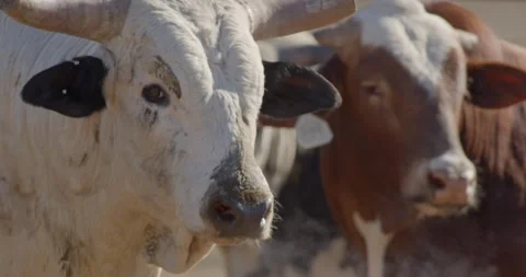 White Hot Blow Stock Videos – Royalty-Free HD & 4K Videos