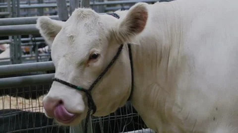 Nose Clean Stock Footage ~ Royalty Free Stock Videos | Pond5