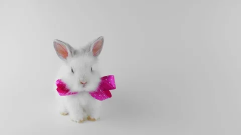 Pink Tongue Stock Videos – Royalty-Free HD & 4K Videos