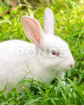 White bunny rabbit in the grass field closes up at in low angle. ~ Hi ...