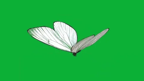White butterfly flying loop animation on... | Stock Video | Pond5