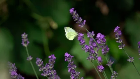 Lavender Butterfly Stock Videos – Royalty-Free HD & 4K Videos | Pond5