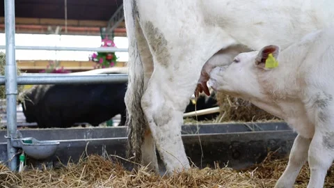 White calf hitting cow's udder with his ... | Stock Video | Pond5