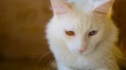 Van You See Stock Videos – Royalty-Free HD & 4K Videos