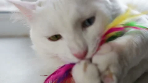 Eyes Caught On Stock Videos – Royalty-Free HD & 4K Videos | Pond5