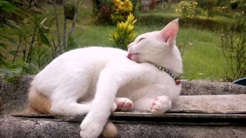 A white cat laying down, pulling on its ... | Stock Video | Pond5
