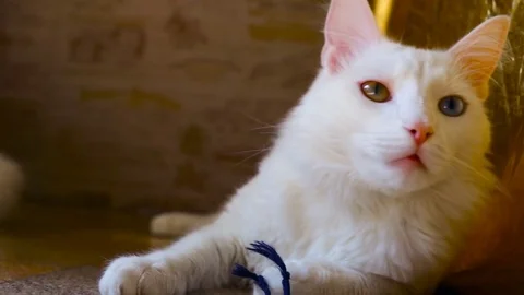 Van You See Stock Videos – Royalty-Free HD & 4K Videos