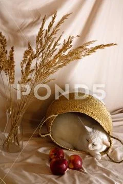 Photograph: White cat with red apples and basket photoset ideas photo ...