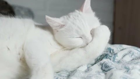 White cat is washed before going to bed ... | Stock Video | Pond5