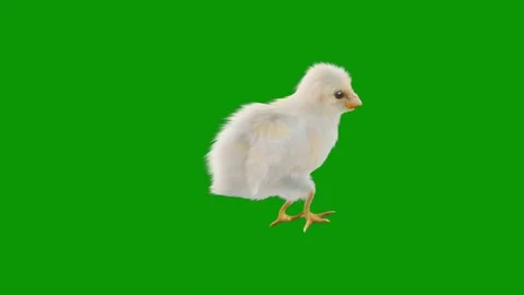 A white chicken on green screen and smal... | Stock Video | Pond5