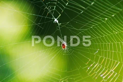 Photograph: White cobweb with a spider in the center isolated on green ...