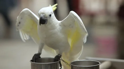 Parrot Flapping Wings Stock Footage ~ Royalty Free Stock Videos | Pond5