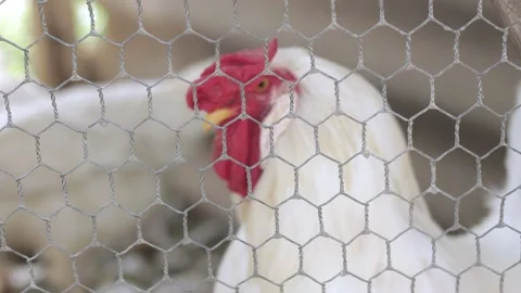 White cockerel with a red tuft in a chic... | Stock Video | Pond5