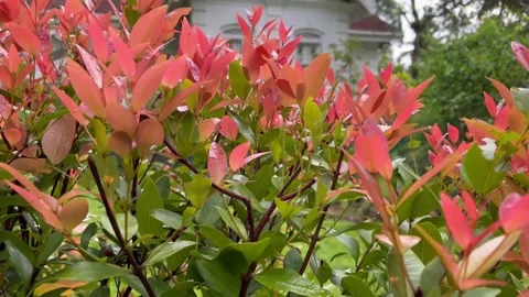 White colonial era mansion house of high... | Stock Video | Pond5