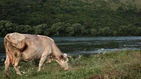 Cow Udder Stock Video Footage | Royalty Free Cow Udder Videos | Pond5