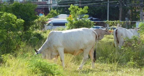 White cow eating grass on a background o... | Stock Video | Pond5