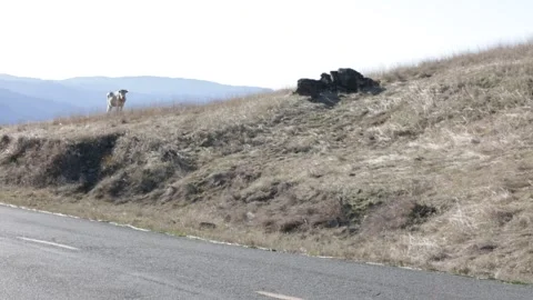 Cow 1 Truck Stock Videos – Royalty-Free HD & 4K Videos